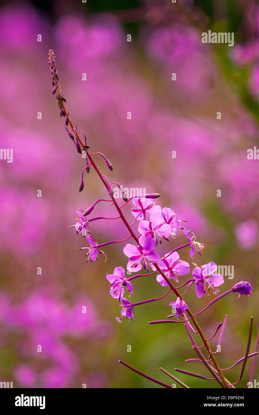 Fireweed, blooming sally, Rosebay willow-herb, Great willow-herb ...