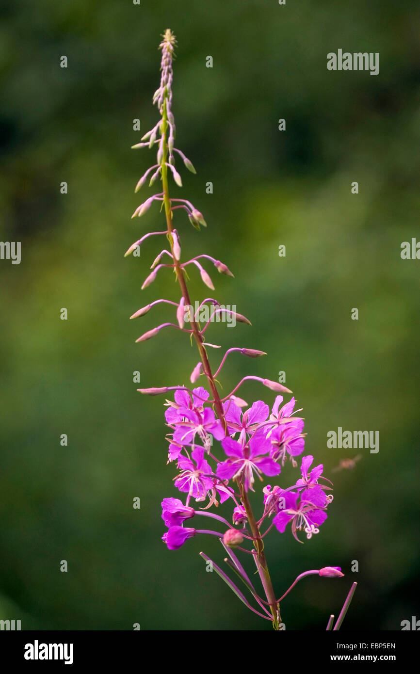 Fireweed, blooming sally, Rosebay willow-herb, Great willow-herb ...