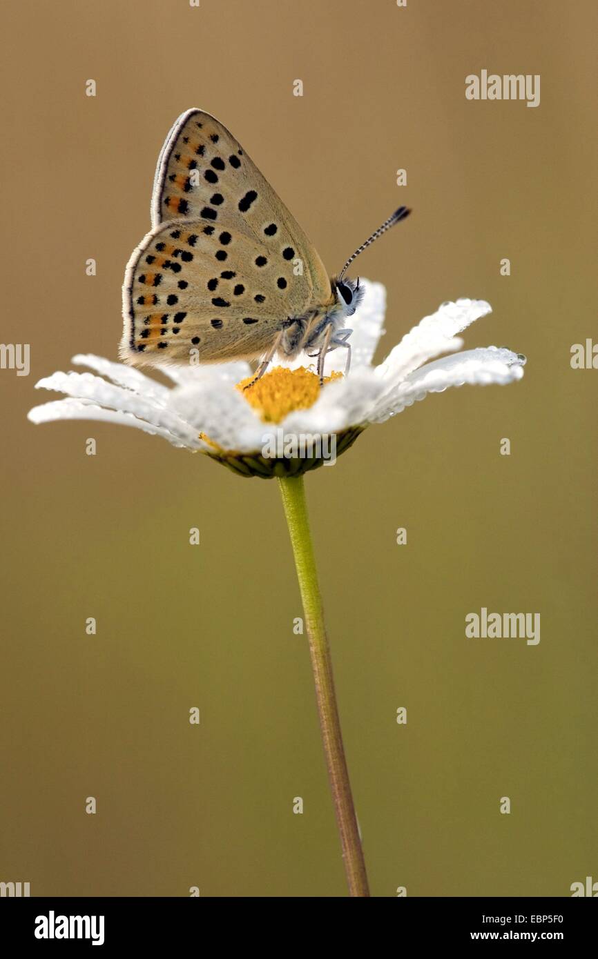 sooty copper (Heodes tityrus, Loweia tityrus, Loweia tityrus), sitting ...