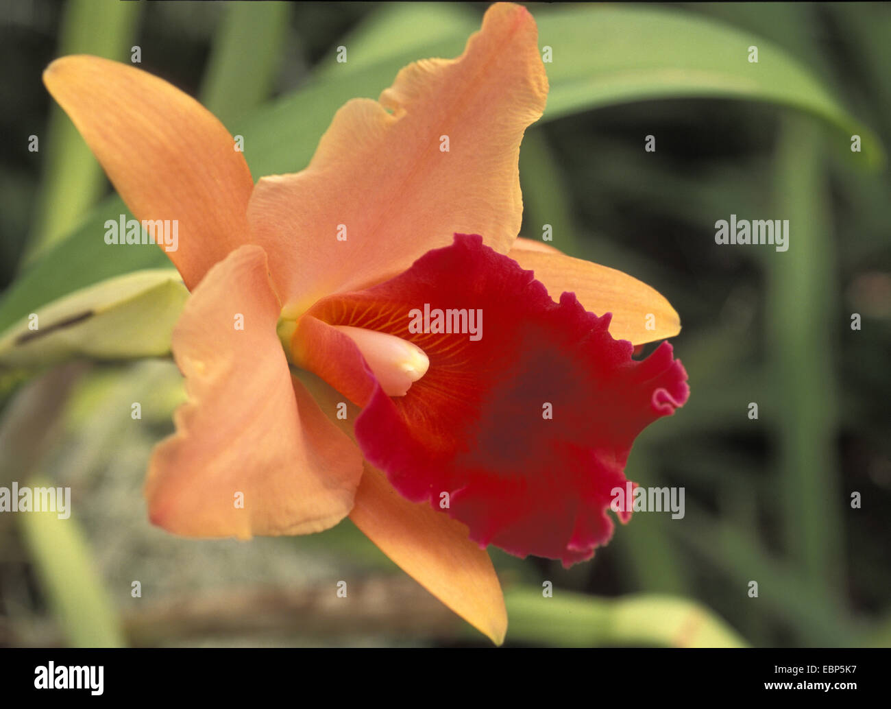 Orange and red orchid hi-res stock photography and images - Alamy