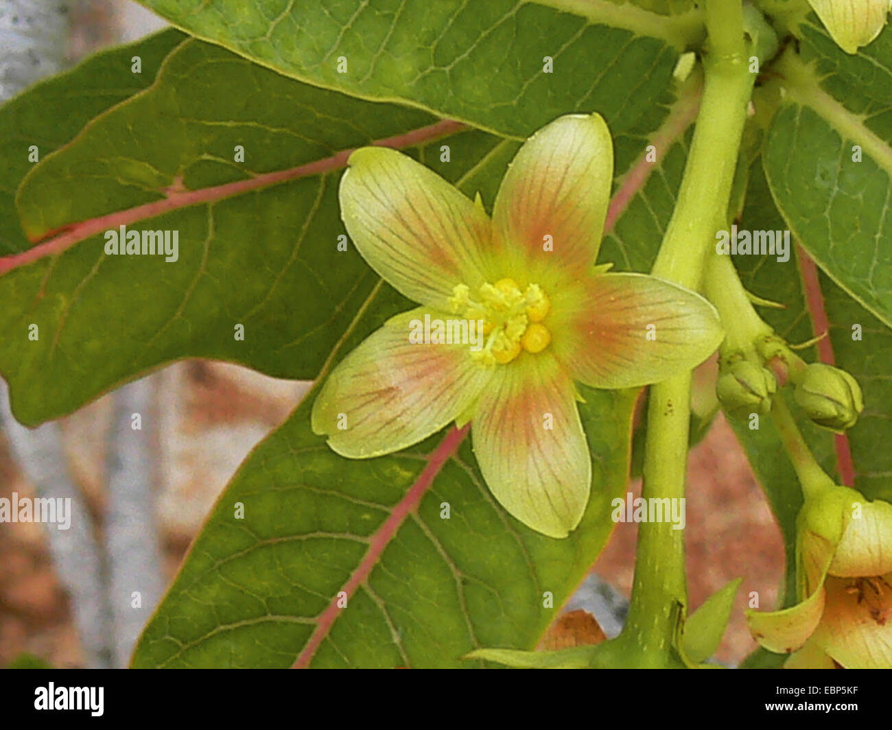 Jatropha (Jatropha unicostata), flower, Yemen, Socotra Stock Photo - Alamy