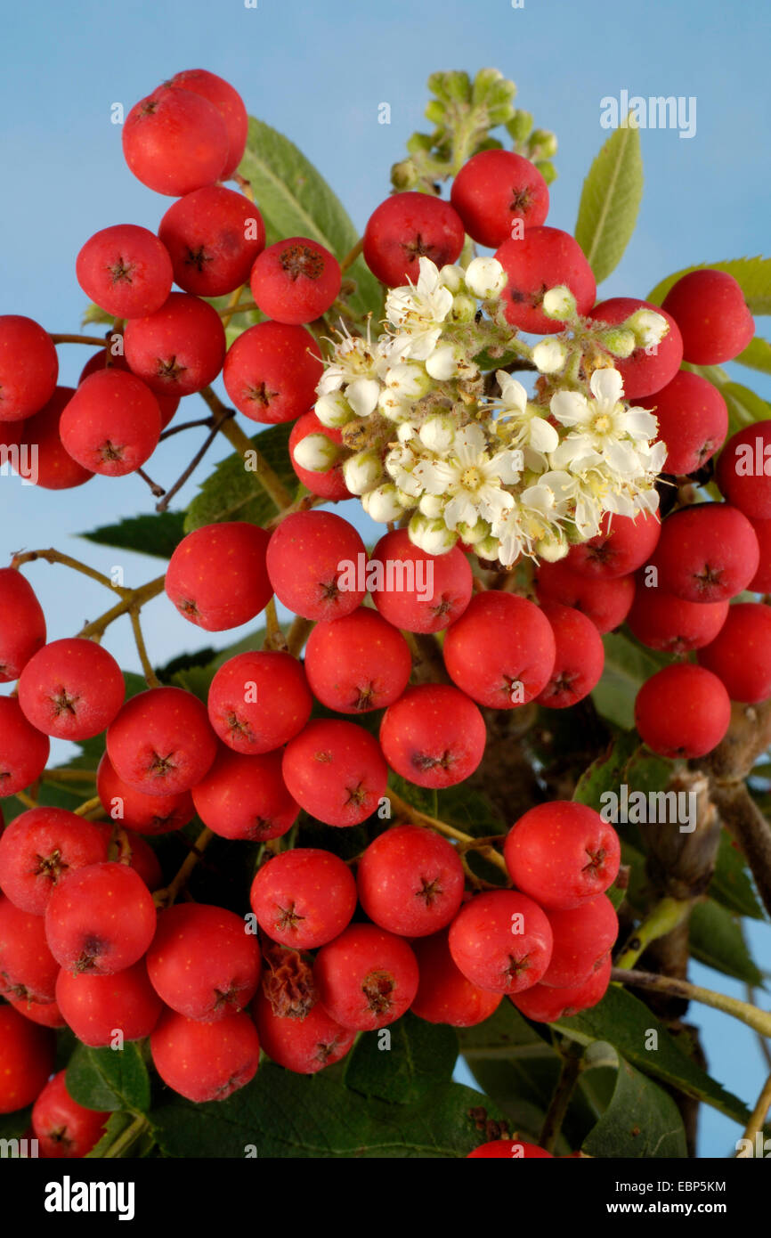 European mountain-ash, rowan tree (Sorbus aucuparia), fruits and ...