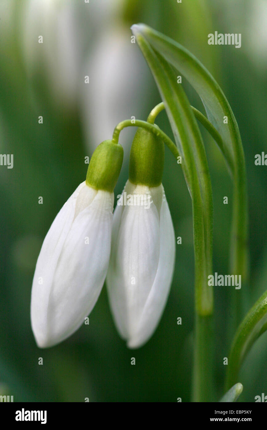 common snowdrop (Galanthus nivalis), blossoms Stock Photo - Alamy