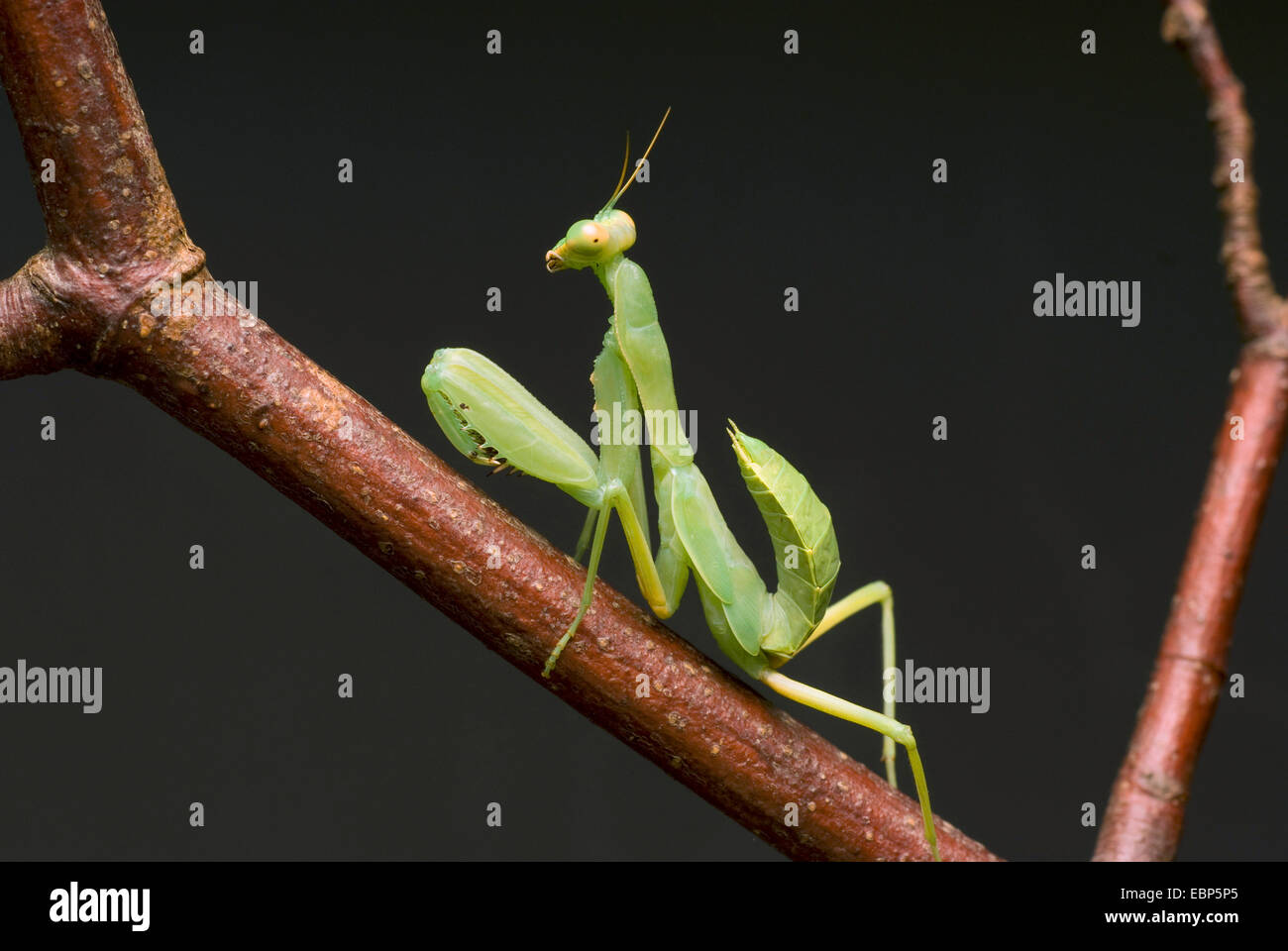 Giant Asian Mantis (Hierodula patellifera), on a branch Stock Photo - Alamy