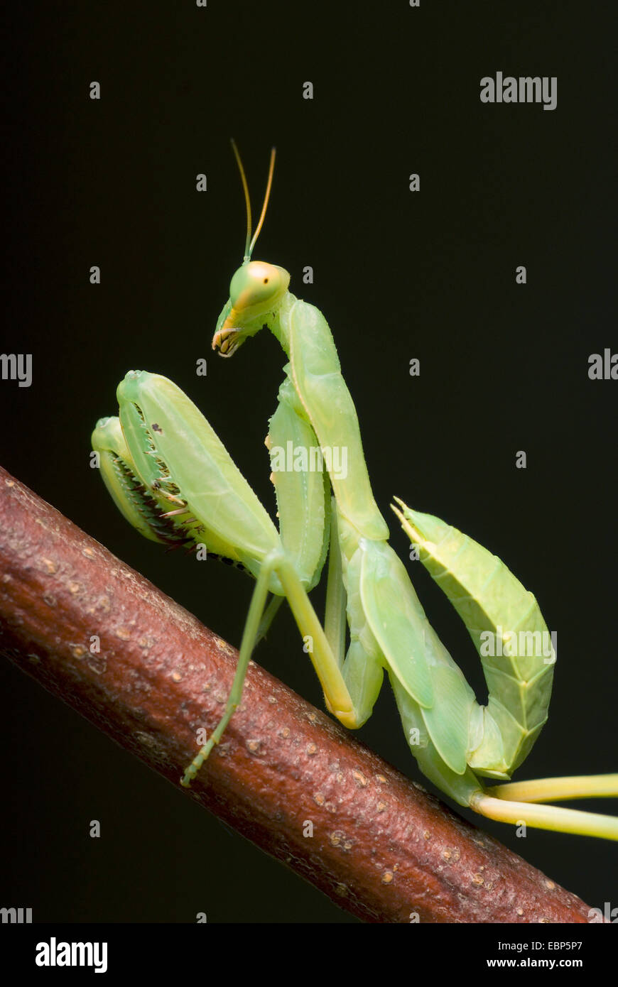 Giant Asian Mantis (Hierodula patellifera), on a branch Stock Photo - Alamy