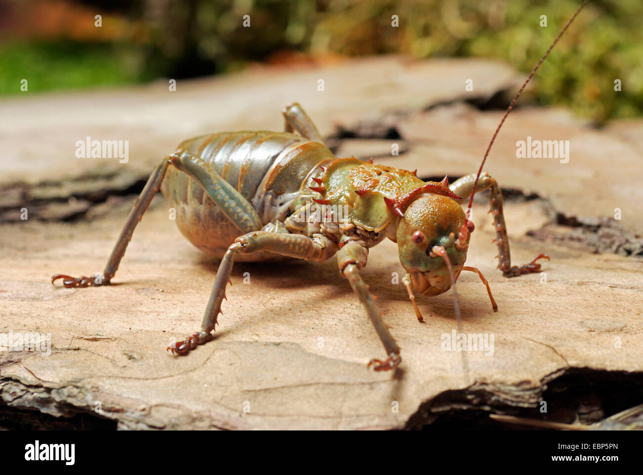 Armoured ground Cricket (Madiga liberiana), on a stone Stock Photo - Alamy