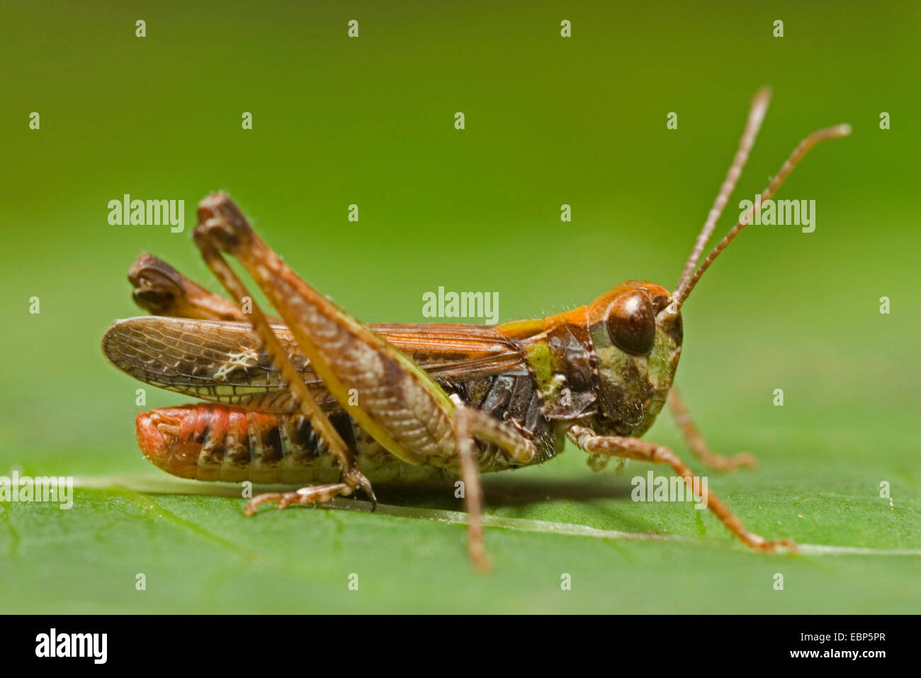 mottled grasshopper (Myrmeleotettix maculatus, Gomphocerus maculatus ...