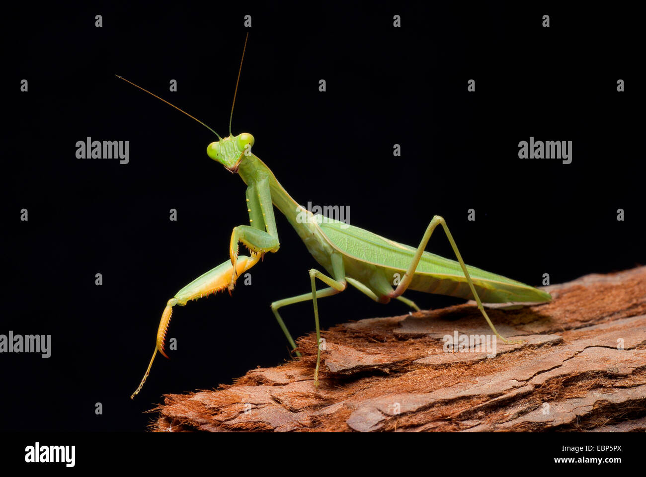 Praying mantis madagascar hi-res stock photography and images - Alamy