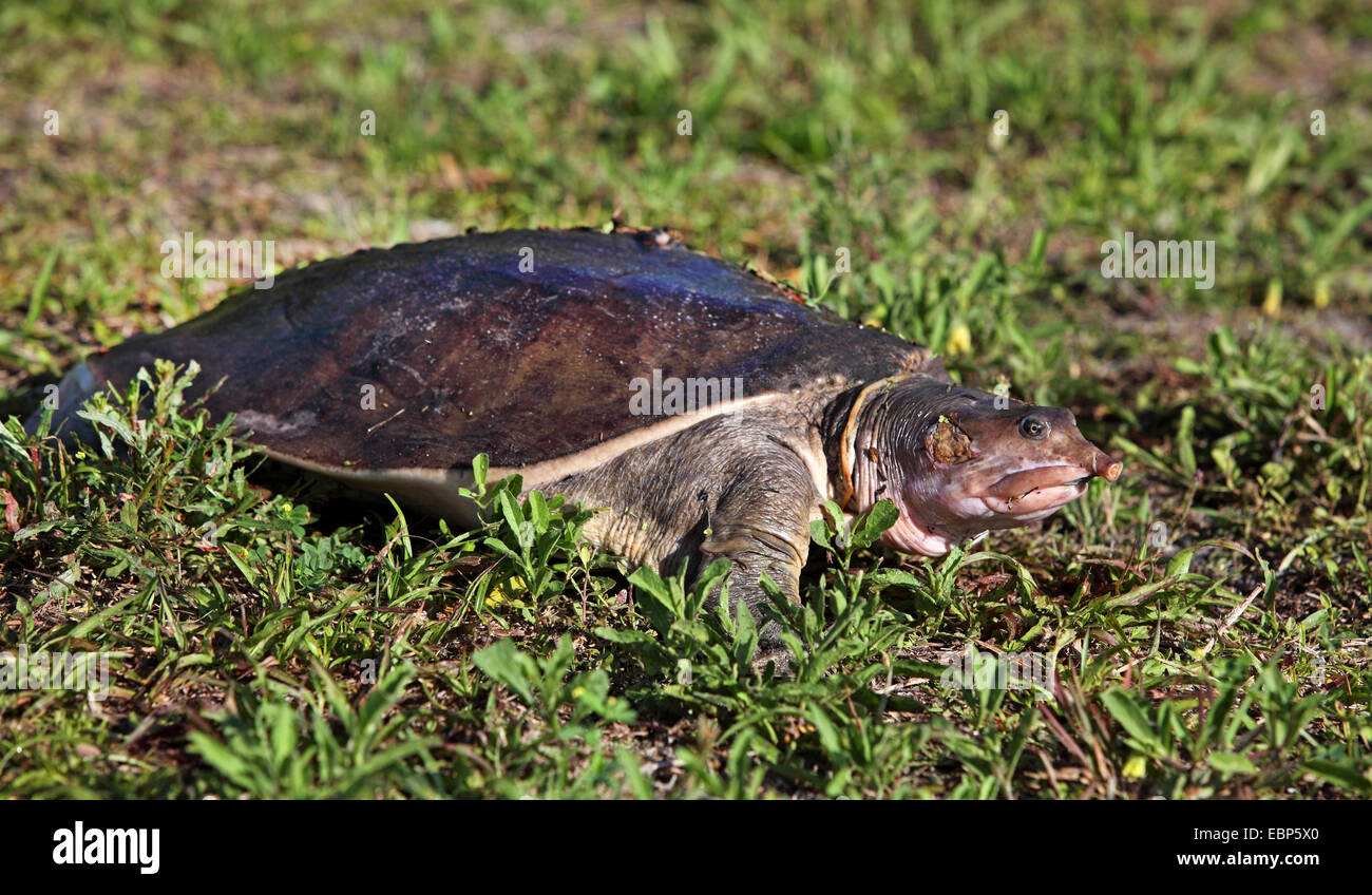 Florida softshell turtle (Apalone ferox, Trionyx ferox), walking, USA ...