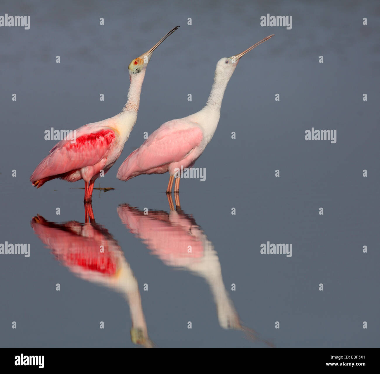 Two birds standing side by side in shallow water High Resolution Stock ...