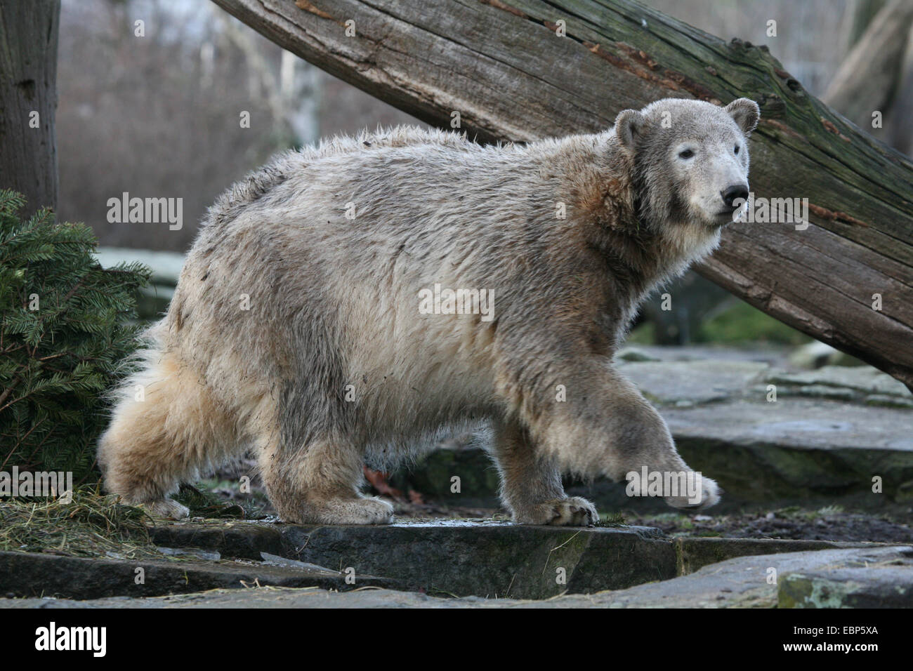 Polar bear enclosure hi-res stock photography and images - Alamy