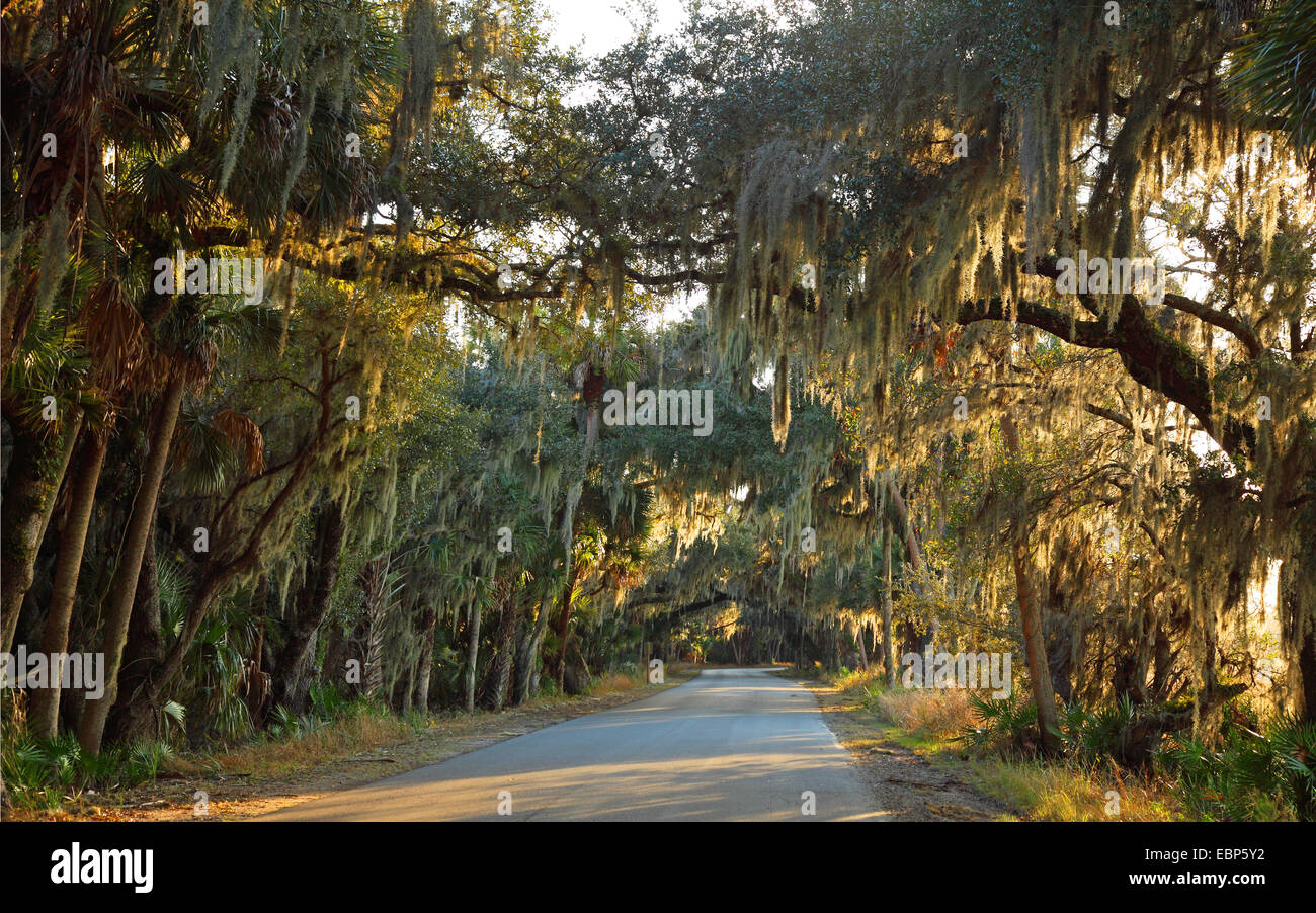 Old mans beard tree hi-res stock photography and images - Alamy