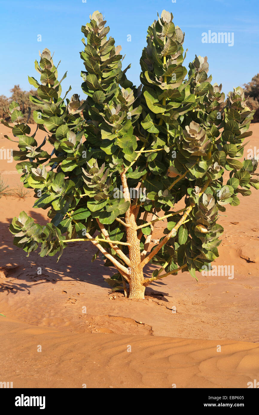 Calotrope, Apple of Sodom, Sodom apple, Mudar, Osheror stabragh ...