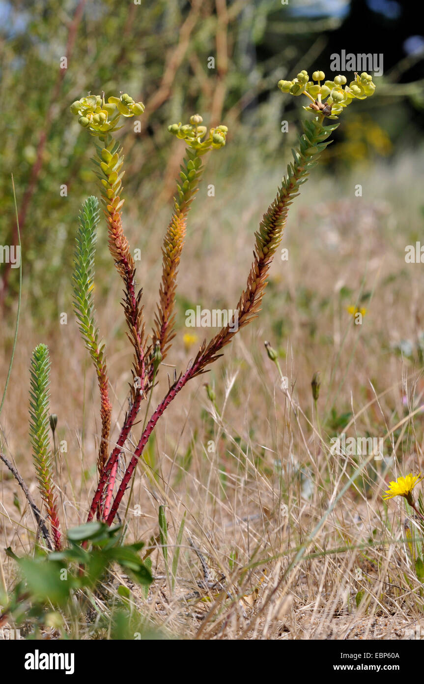 Sea spurge (Euphorbia paralias), blooming in dunes on the beach, France ...