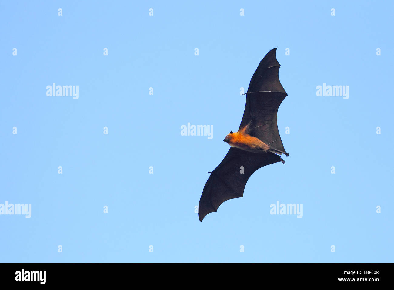seychelles flying fox, seychelles fruit bat (Pteropus seychellensis ...