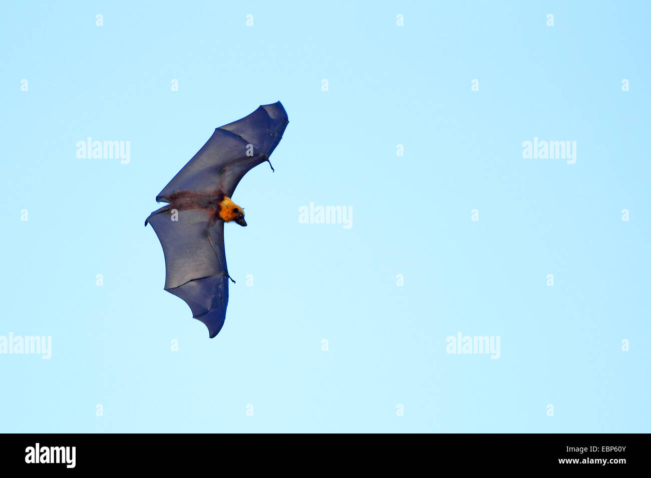 seychelles flying fox, seychelles fruit bat (Pteropus seychellensis ...