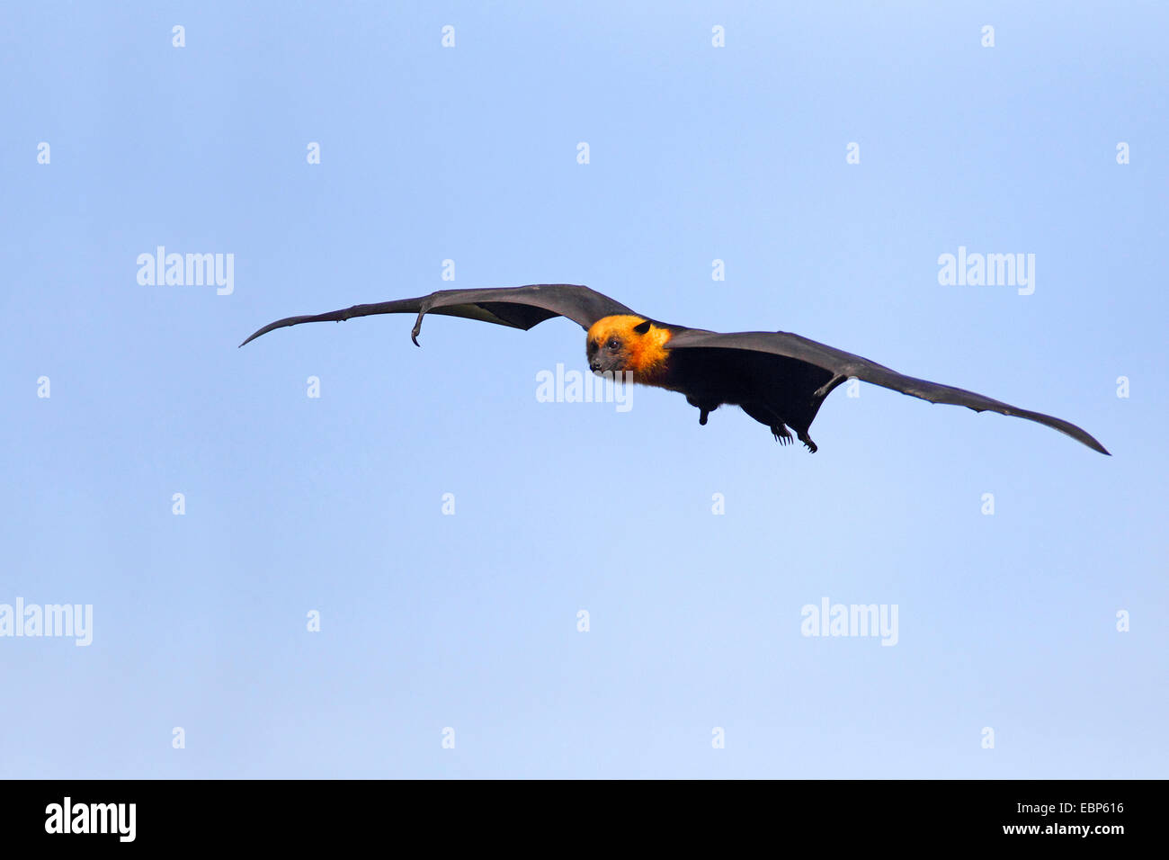 seychelles flying fox, seychelles fruit bat (Pteropus seychellensis ...