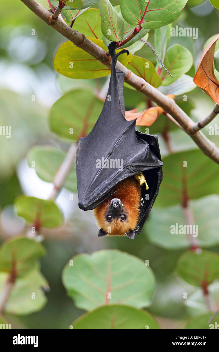 seychelles flying fox, seychelles fruit bat (Pteropus seychellensis ...