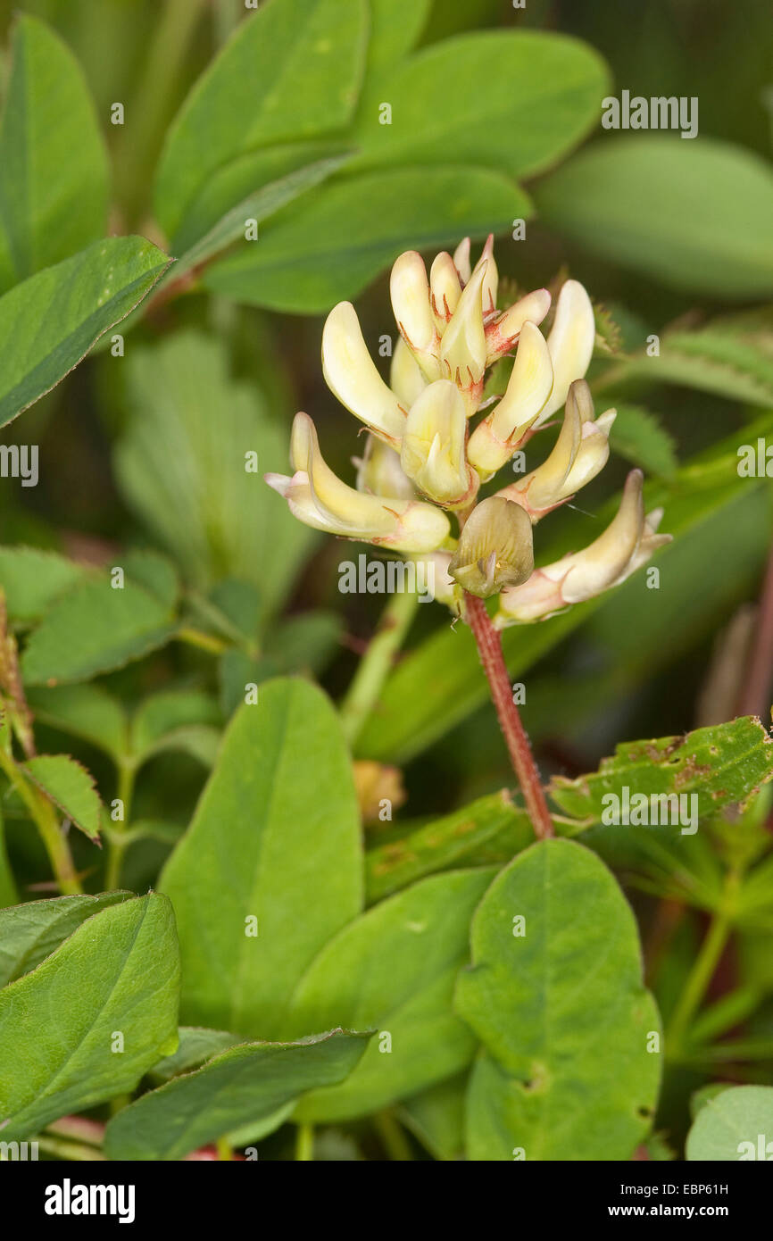 A milk vetch hi-res stock photography and images - Alamy