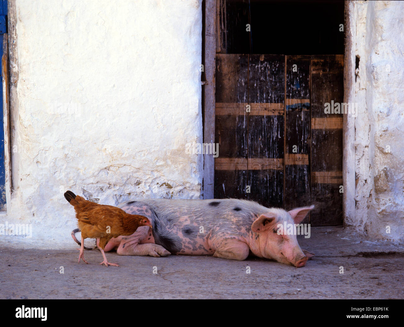 Pig And Domestic Fowl High Resolution Stock Photography and Images - Alamy