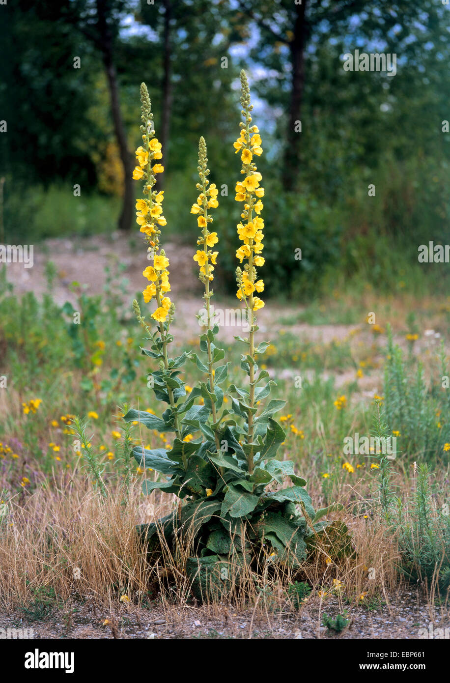 clasping-leaf mullein (Verbascum phlomoides), blooming habit Stock ...