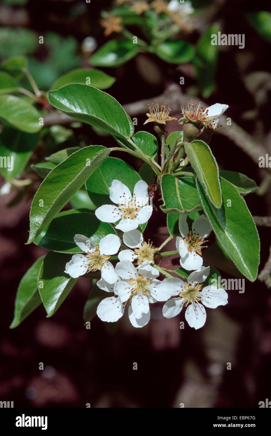 common pear (Pyrus communis), Williams Christ, blooming twig Stock ...