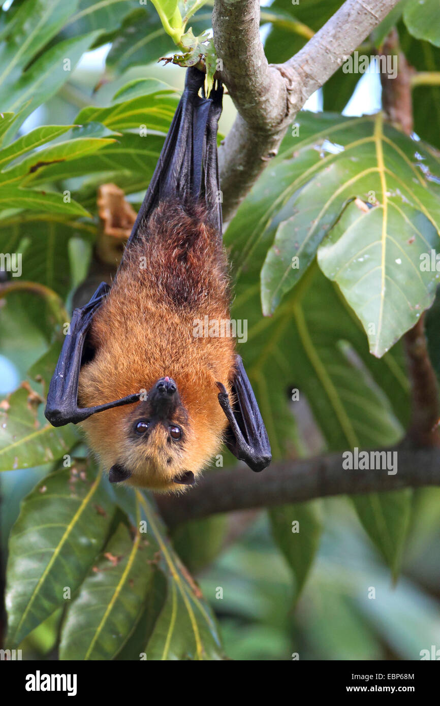 seychelles flying fox, seychelles fruit bat (Pteropus seychellensis ...