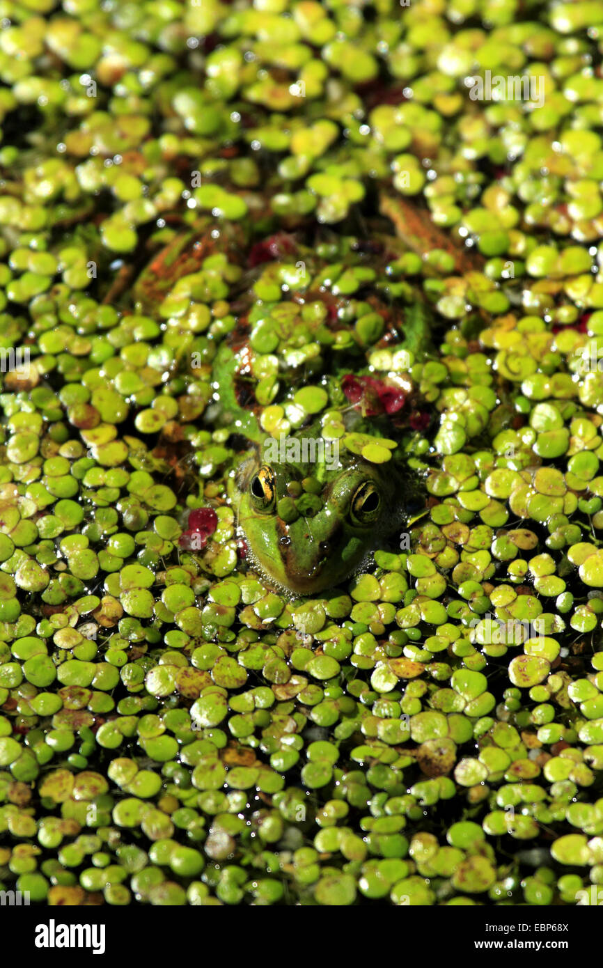 European edible frog, common edible frog (Rana kl. esculenta, Rana ...