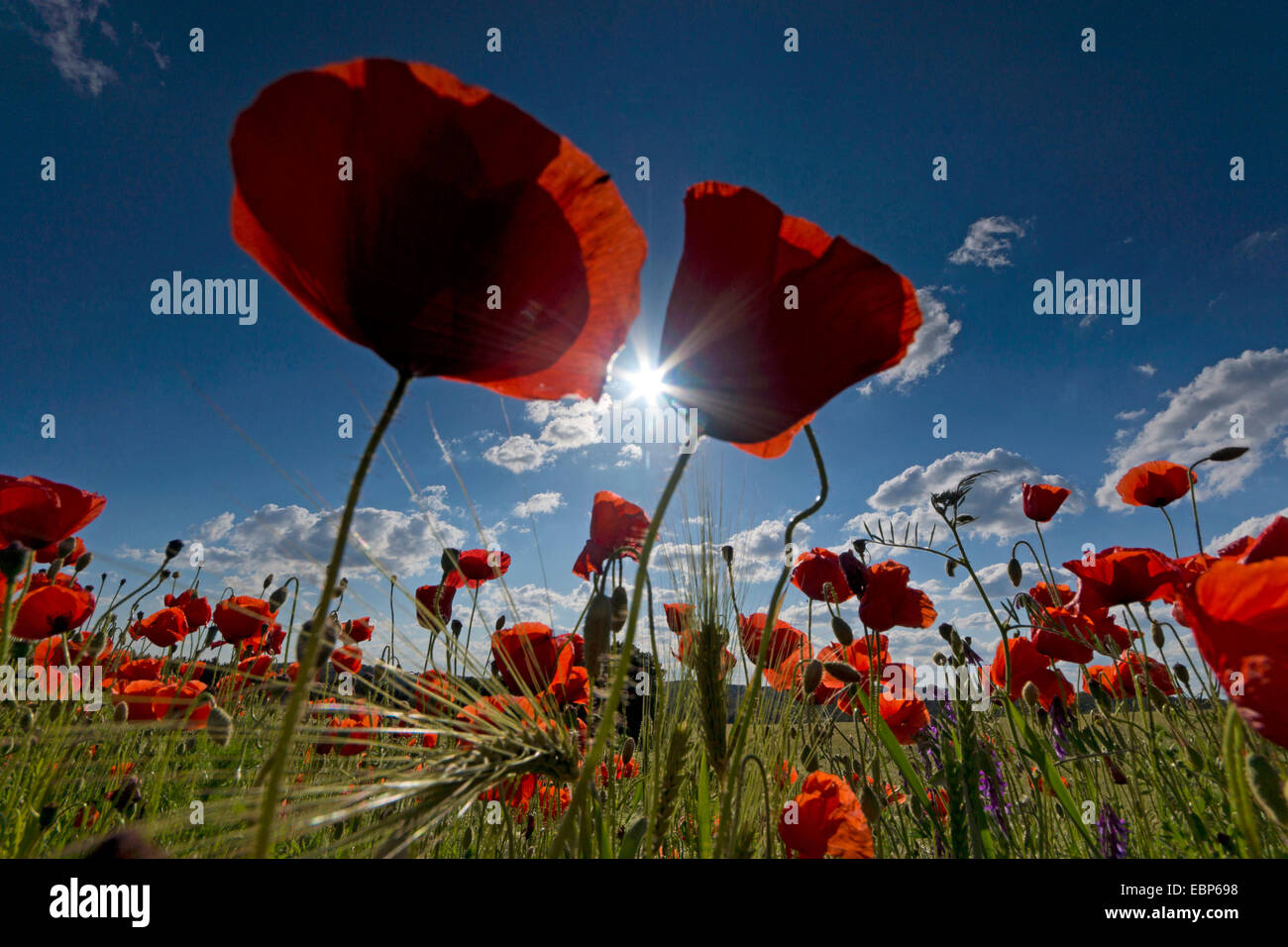 Common poppy, Corn poppy, Red poppy (Papaver rhoeas), poppy in a barley ...