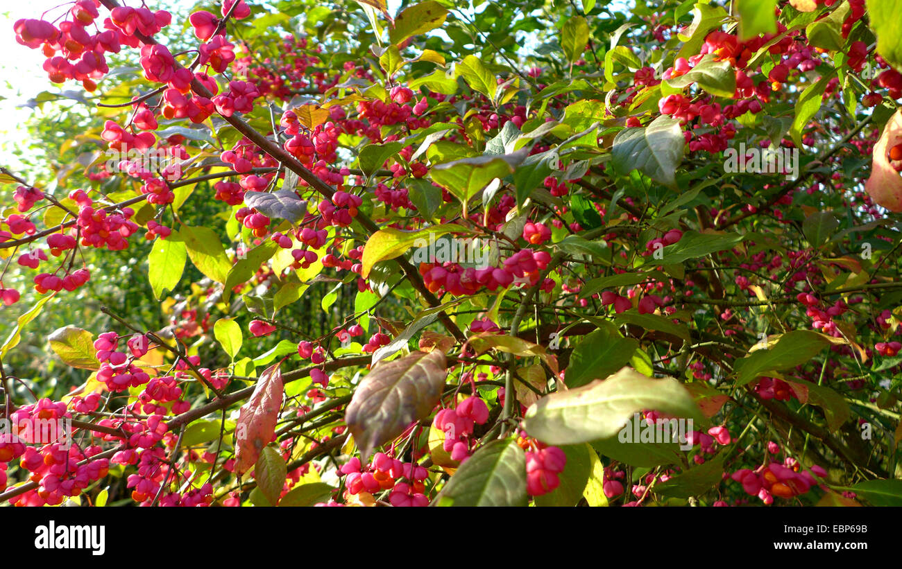 European spindle-tree (Euonymus europaea, Euonymus europaeus), shrub ...