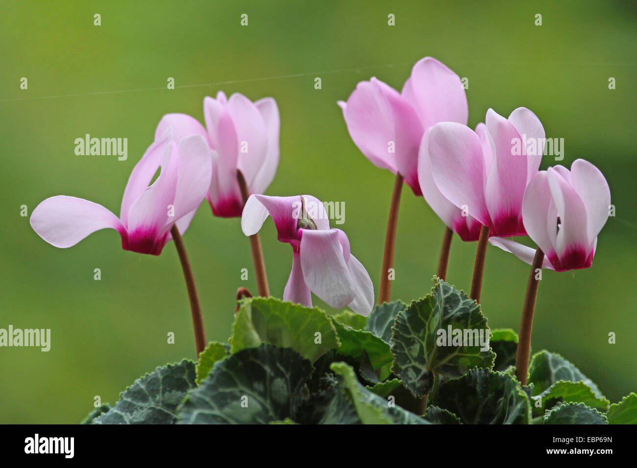Florists Cyclamen (Cyclamen persicum), blooming Stock Photo - Alamy