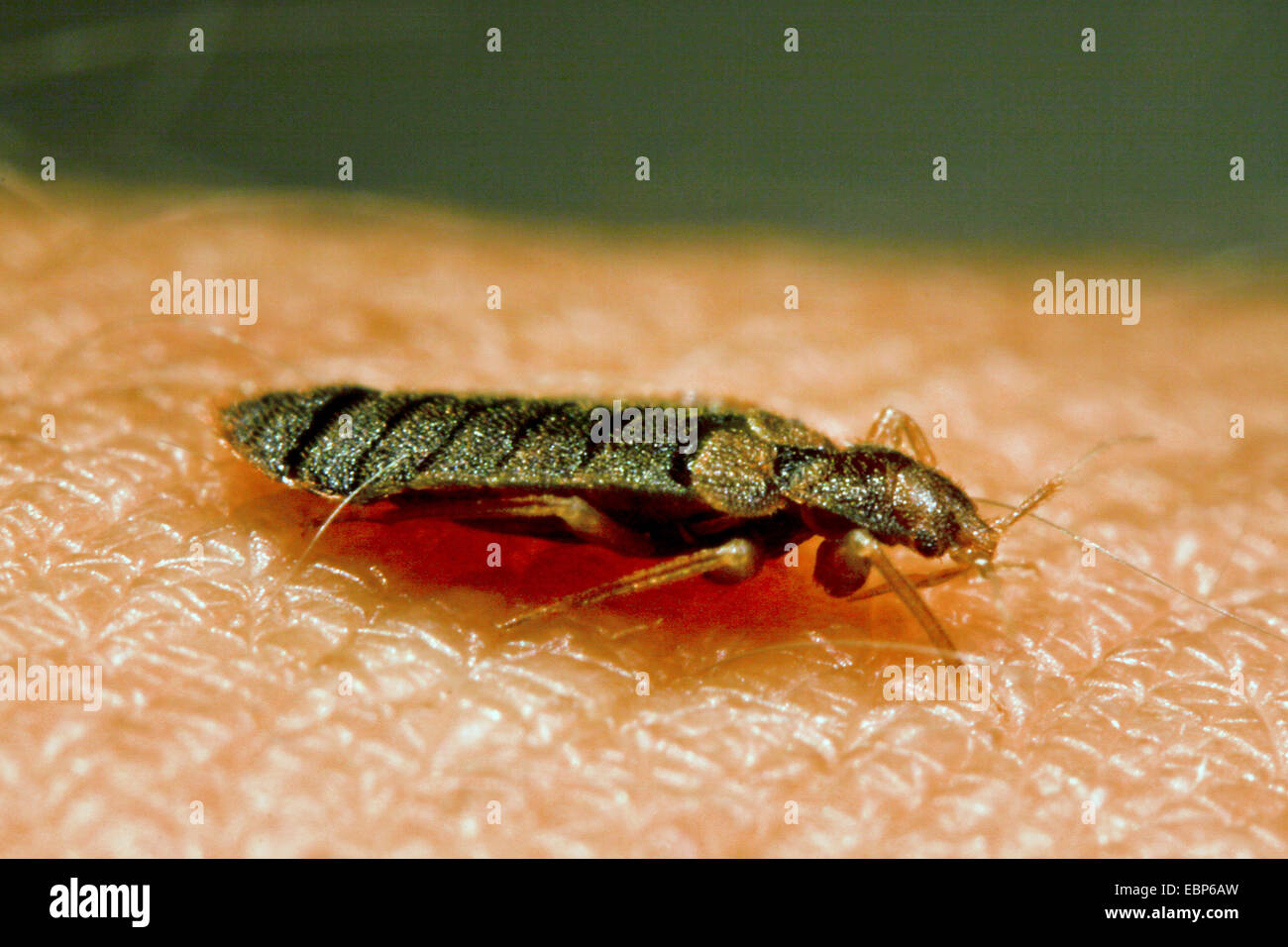 Bedbug, Common bedbug, Wall-louse (Cimex lectularius), on human skin ...