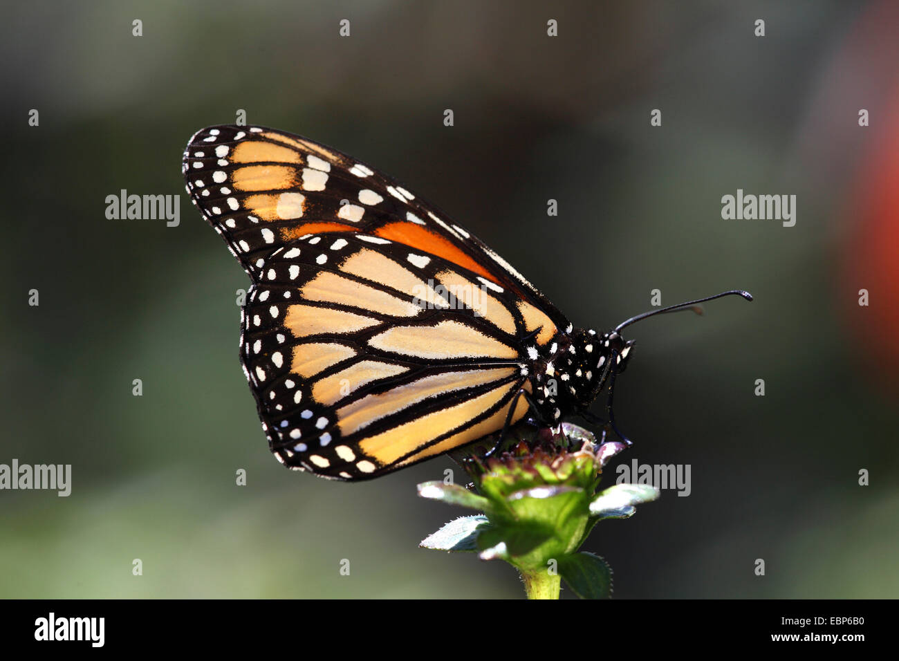 Monarch butterfly milkweed hi-res stock photography and images - Alamy
