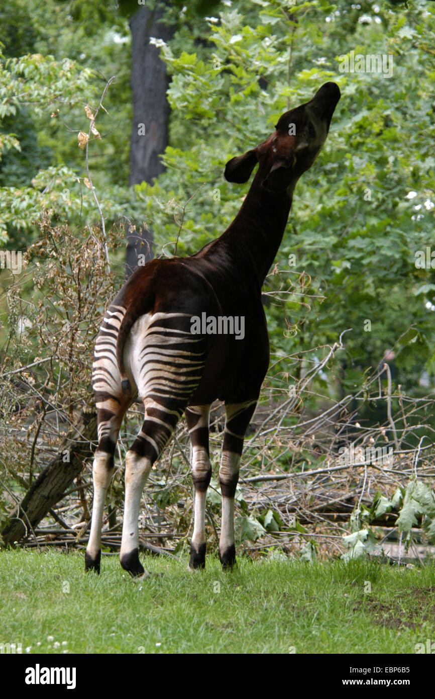 Okapi (Okapia johnstoni) at Berlin Zoo, Germany Stock Photo - Alamy