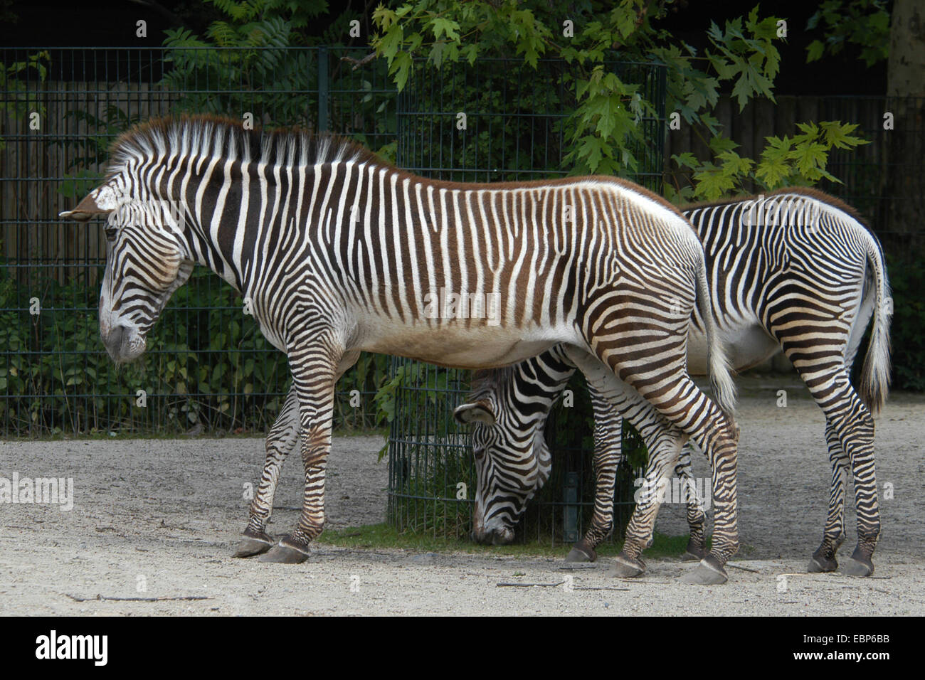 Grevy's zebra (Equus grevyi), also known as the imperial zebra at ...