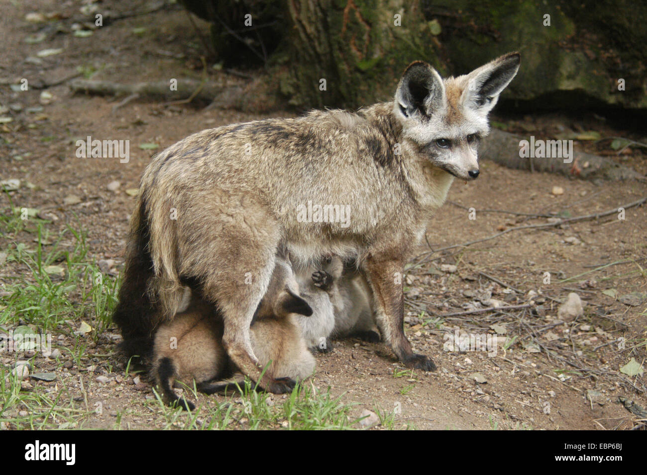 Bat-eared fox (Otocyon megalotis) feeding its cubs at Dvur Kralove Zoo ...