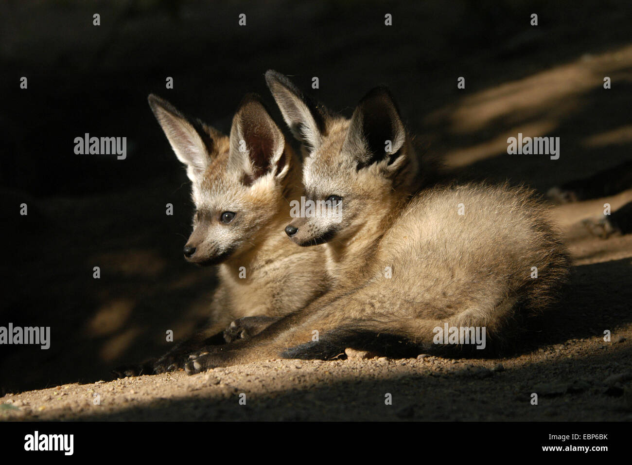 Bat eared fox otocyon megalotis cubs hi-res stock photography and ...