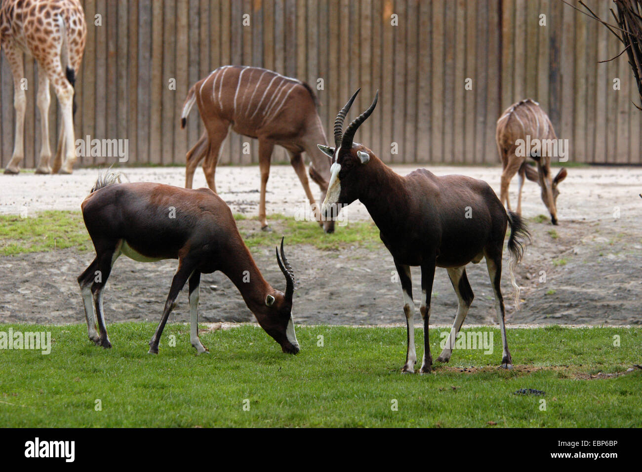 Blesbok antelopes (Damaliscus pygargus pygarus) at Dvur Kralove Zoo in ...