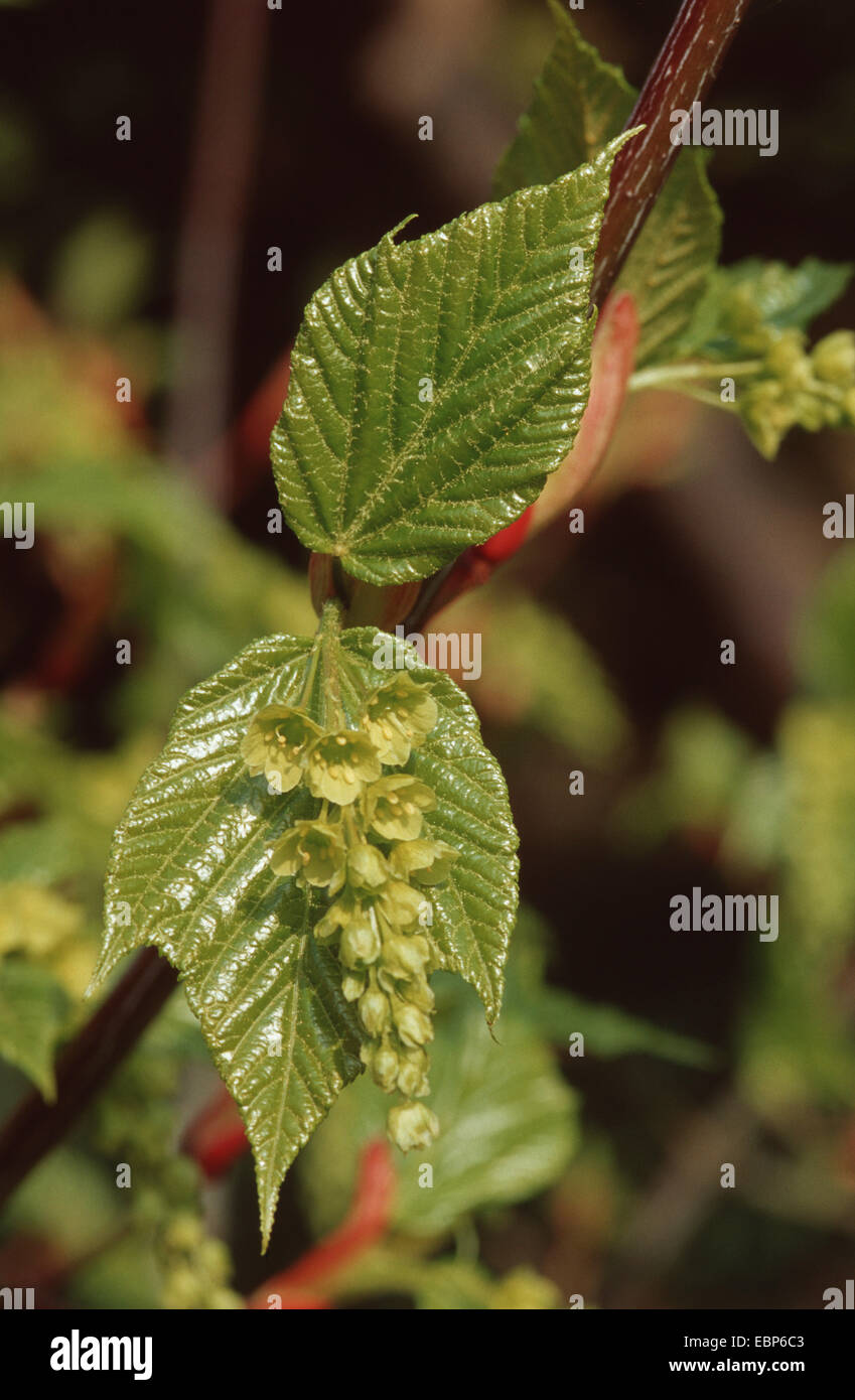 Red snake bark maple (Acer capillipes), branch with leaves an ...