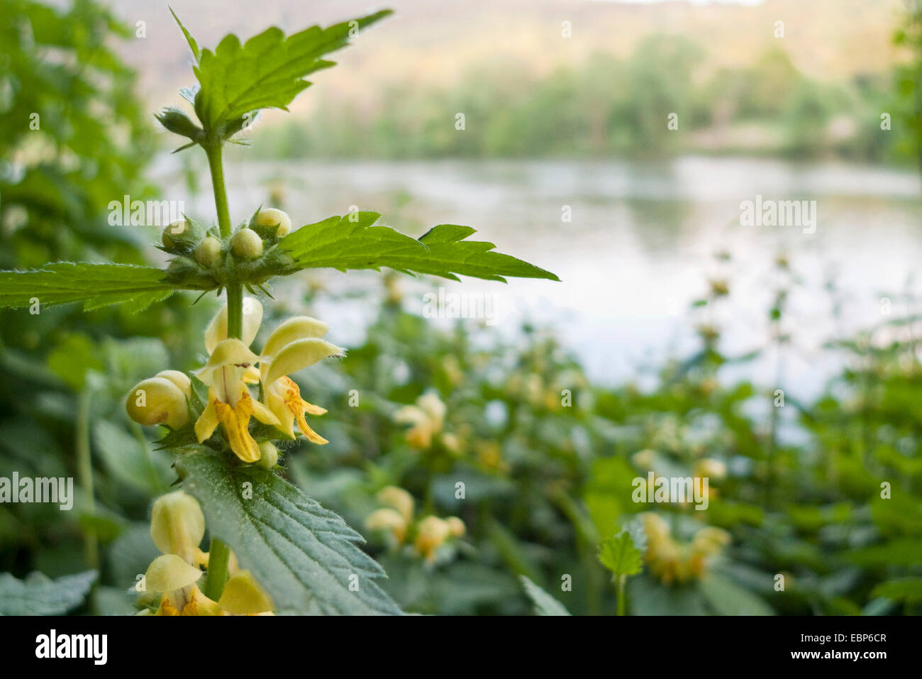 Yellow dead nettles hi-res stock photography and images - Alamy