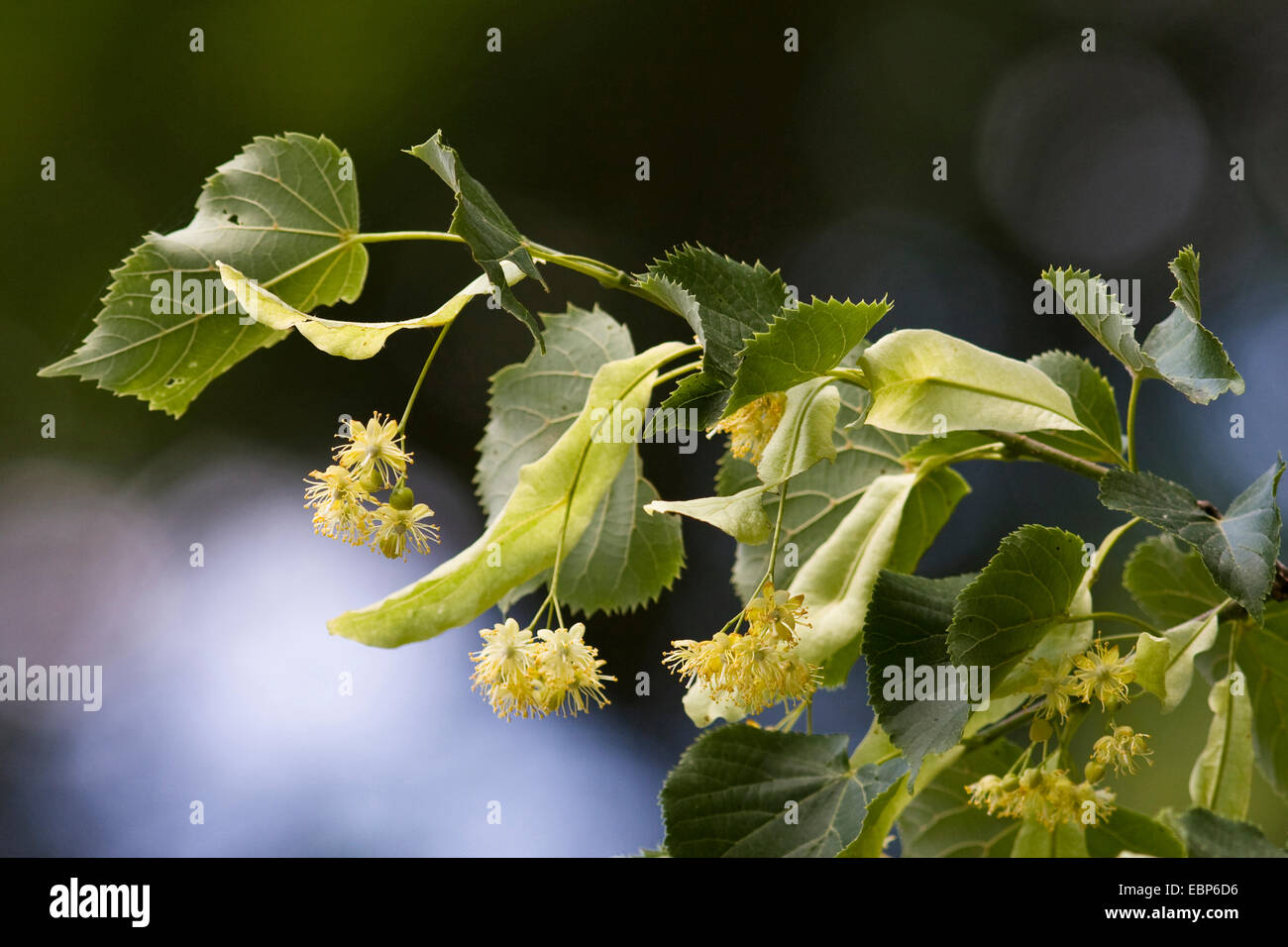 small-leaved lime, littleleaf linden, little-leaf linden (Tilia cordata ...