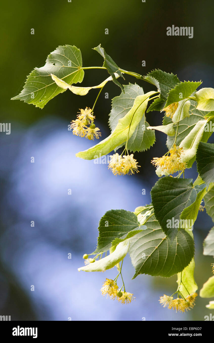 small-leaved lime, littleleaf linden, little-leaf linden (Tilia cordata ...