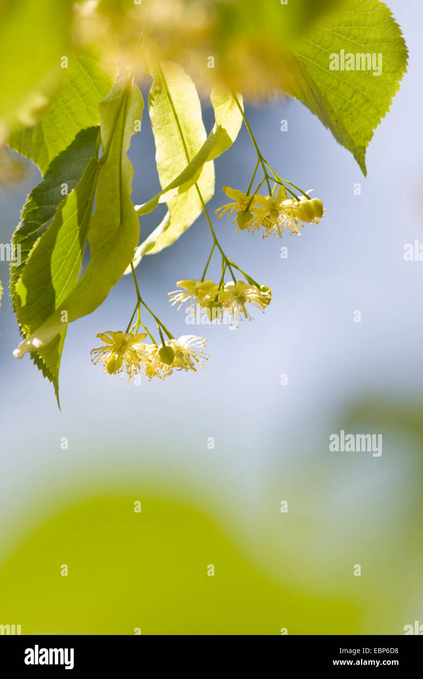 small-leaved lime, littleleaf linden, little-leaf linden (Tilia cordata ...