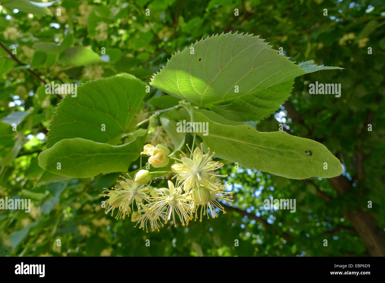small-leaved lime, littleleaf linden, little-leaf linden (Tilia cordata ...