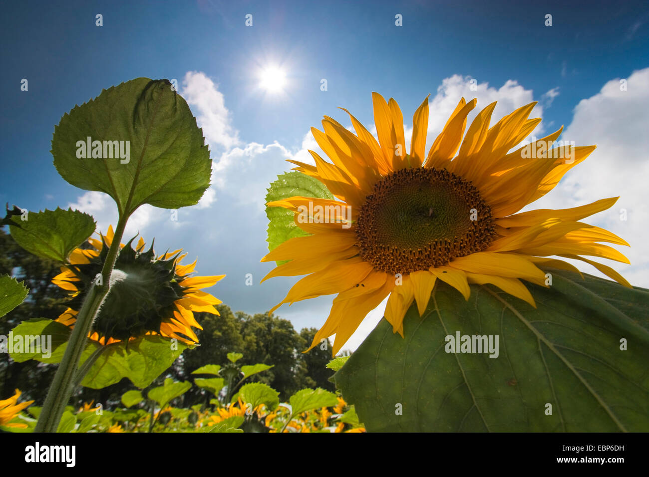 Sunbeam sunflower High Resolution Stock Photography and Images - Alamy