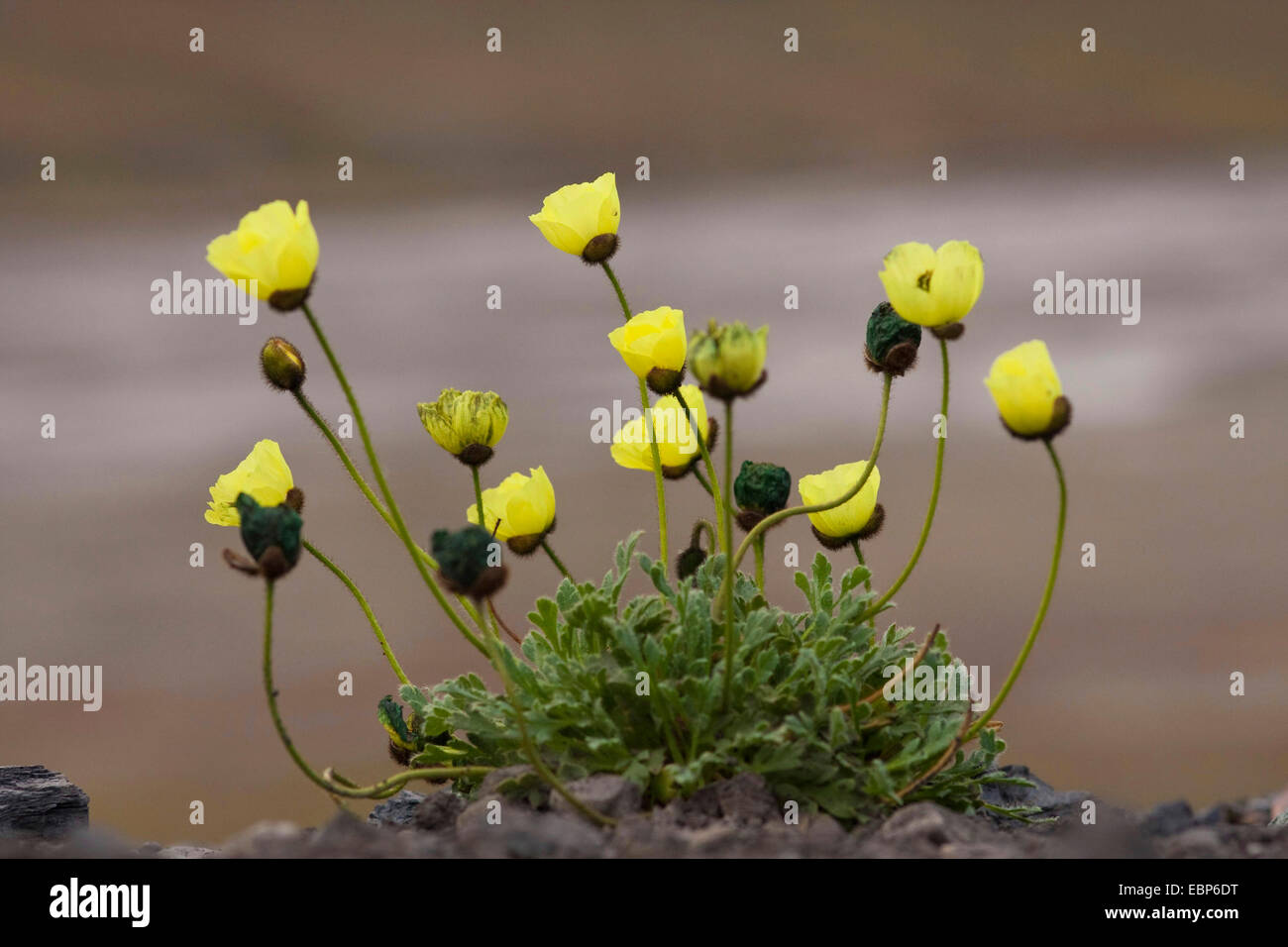 Papaver radicatum svalbard hi-res stock photography and images - Alamy
