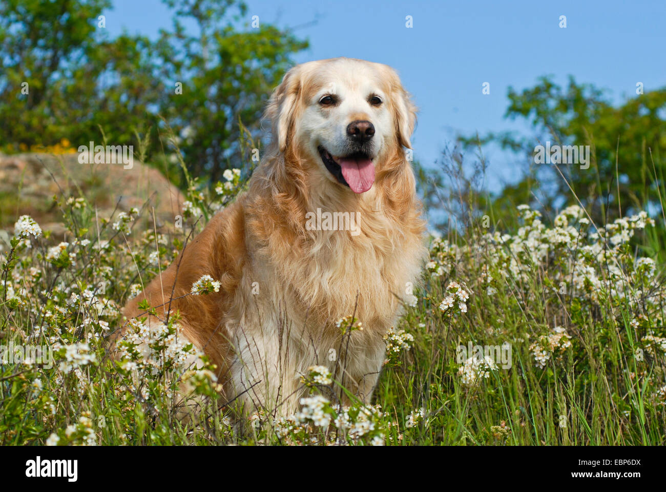 Golden Retriever (Canis lupus f. familiaris), sitting in a flower ...