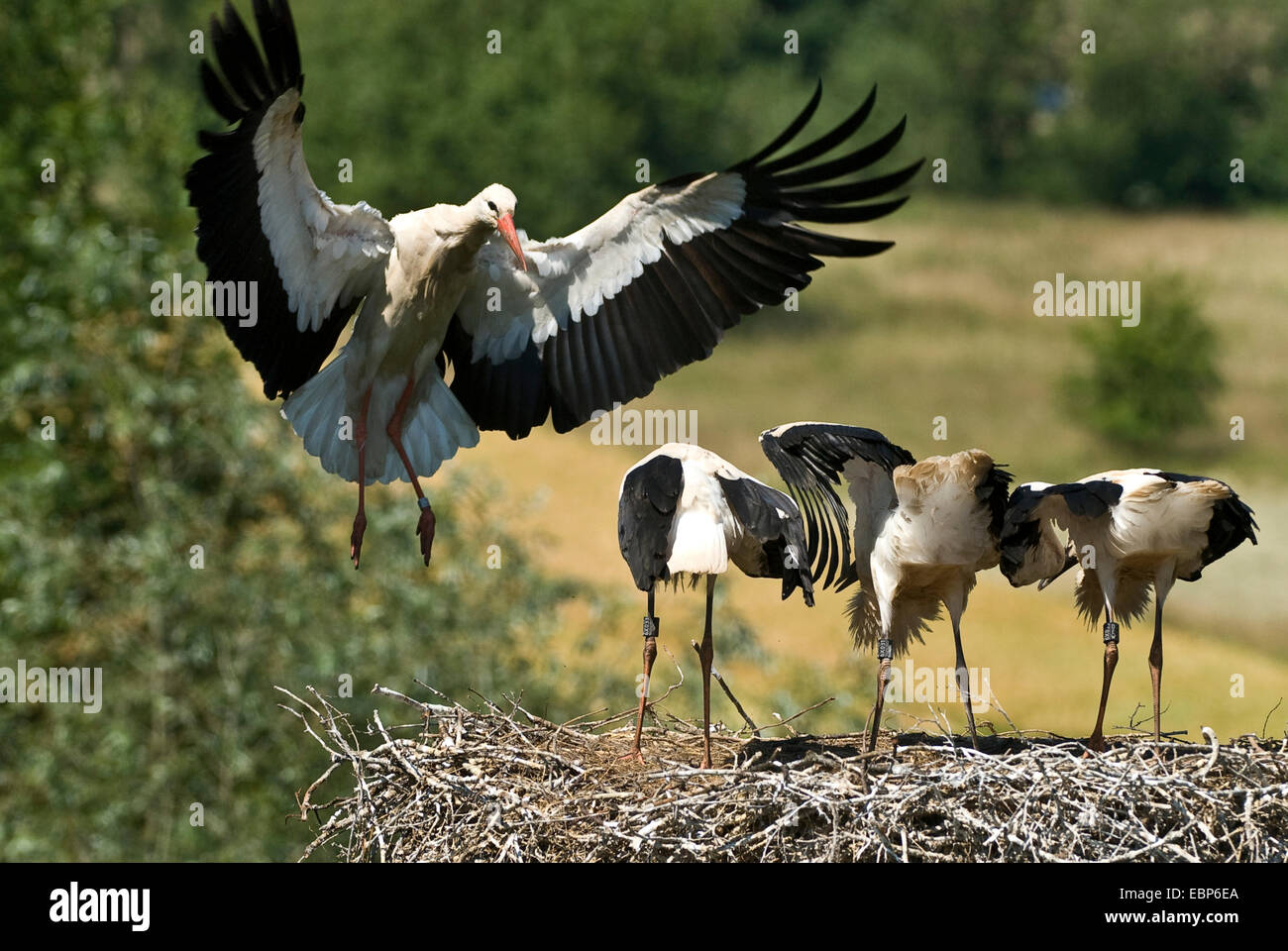 Juvenile storks waiting at nest hi-res stock photography and images - Alamy