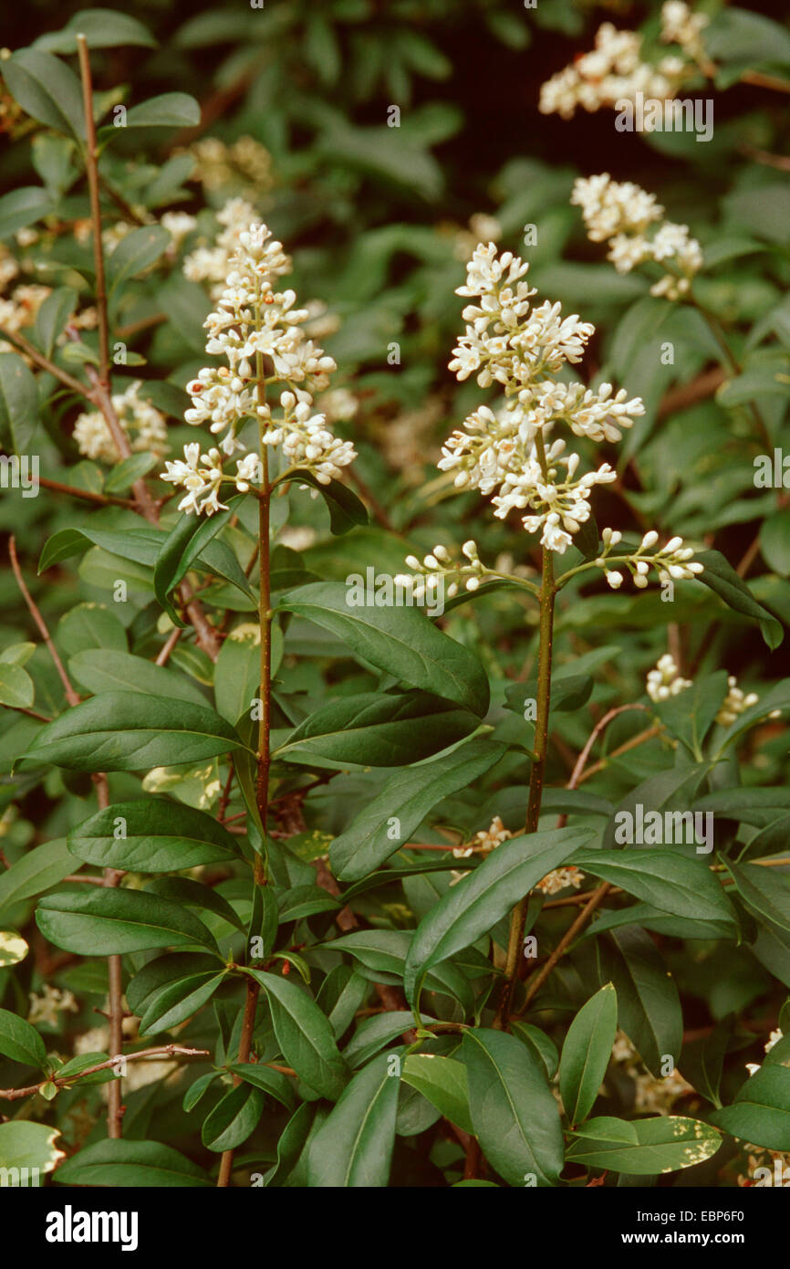 common privet, golden privet, wild privet, prim, European privet ...