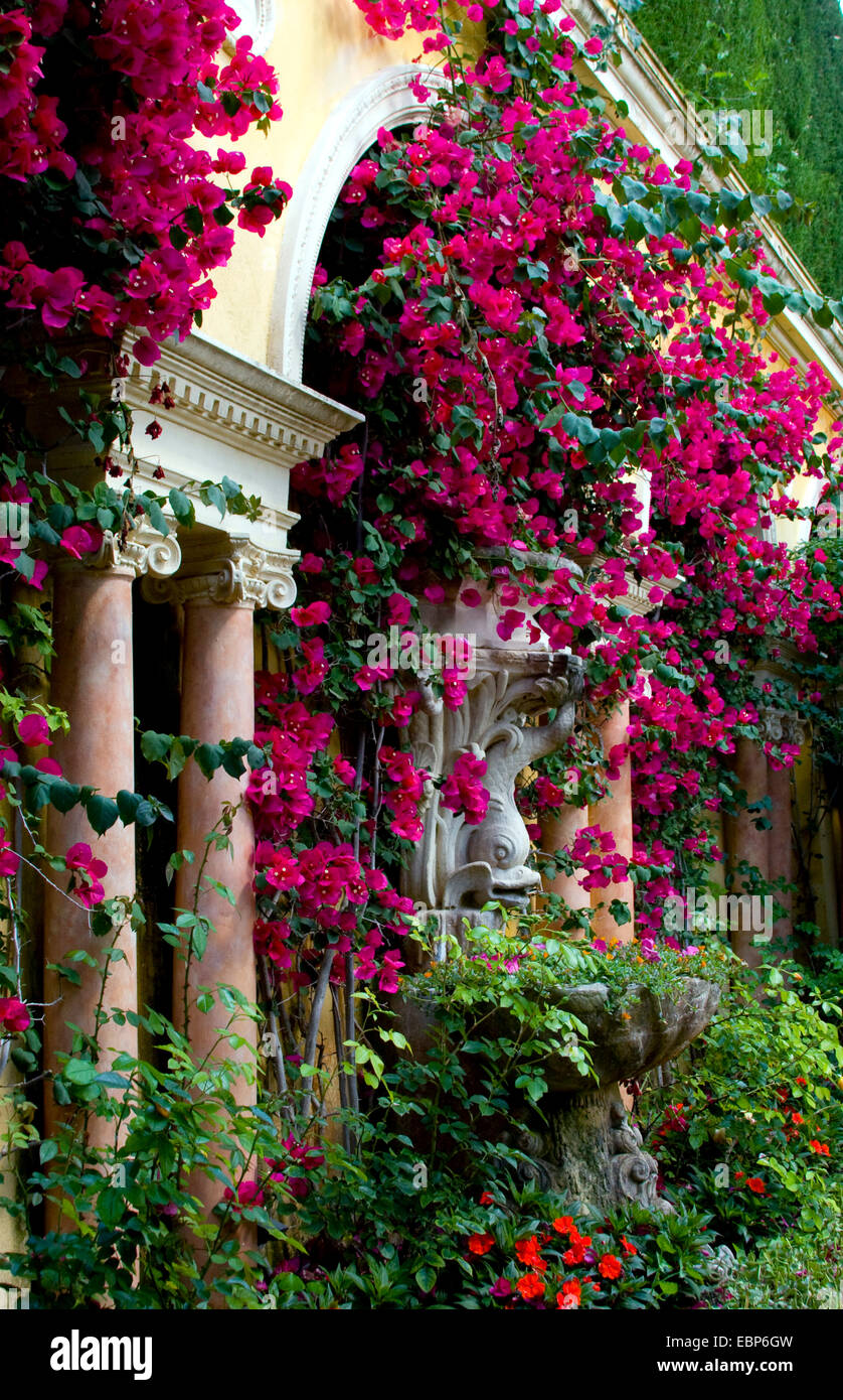 paper plant, four-o'clock (Bougainvillea-Hybride), replicas of antique ...